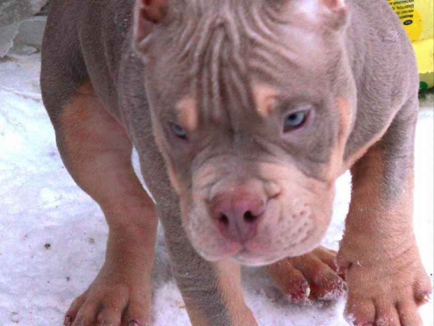 Американский булли. Лиловый и черный триколоры