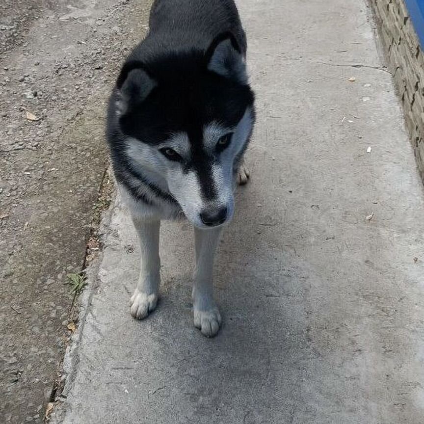 Сибирский хаски кабель в добрые руки