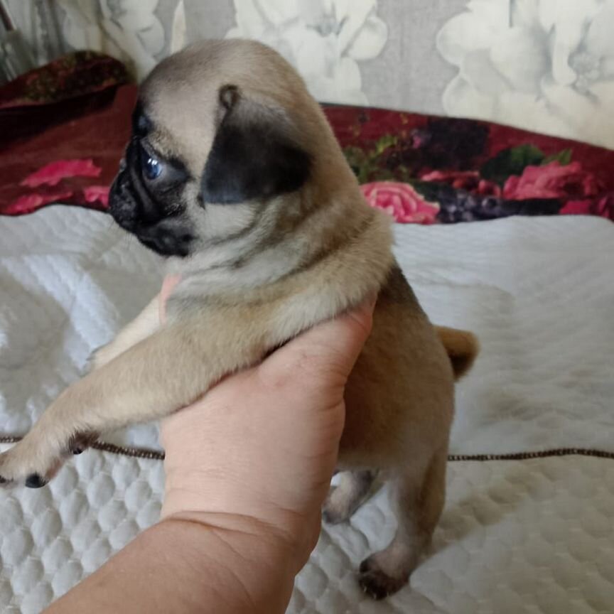 Щенки