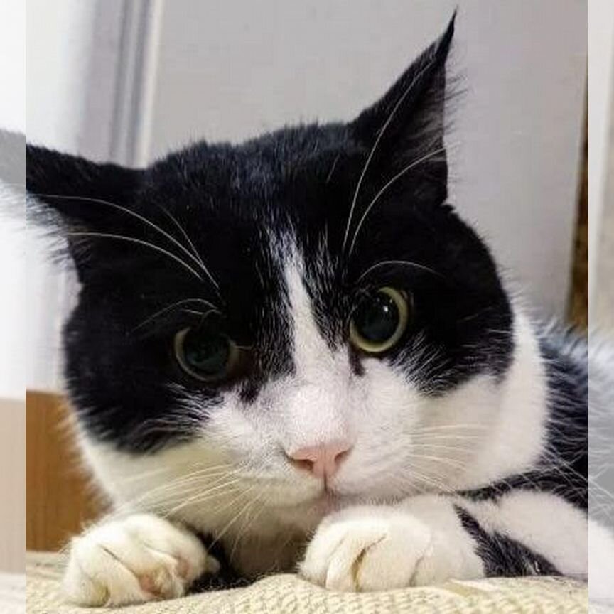 Взрослый кот в добрые руки