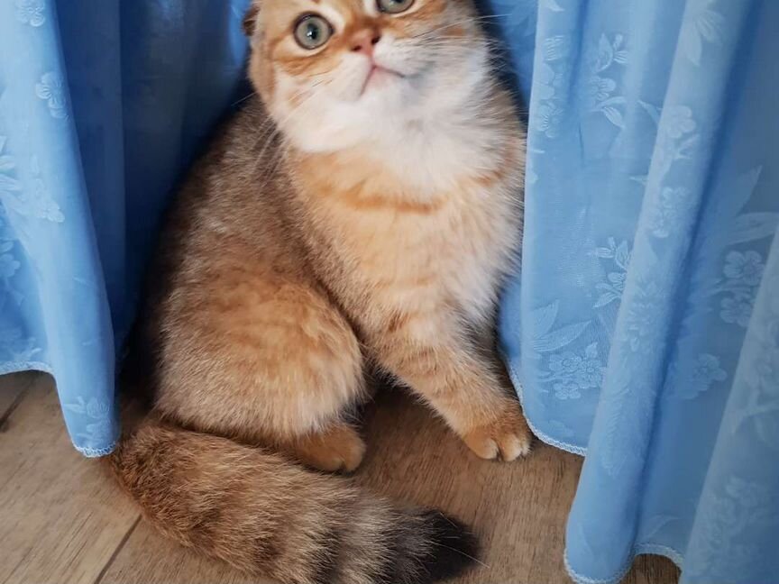 Шотландские котята