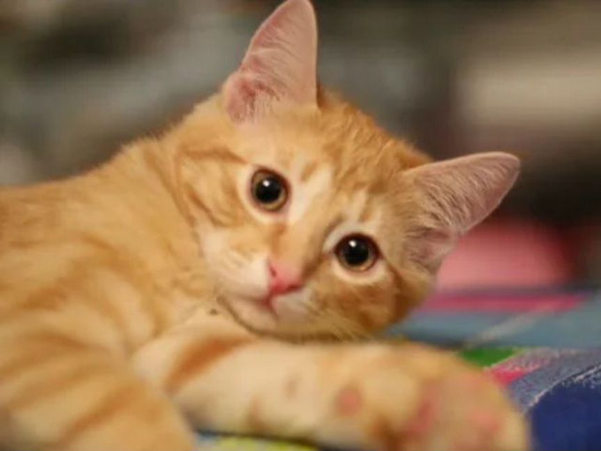 Золотая девочка в добрые руки