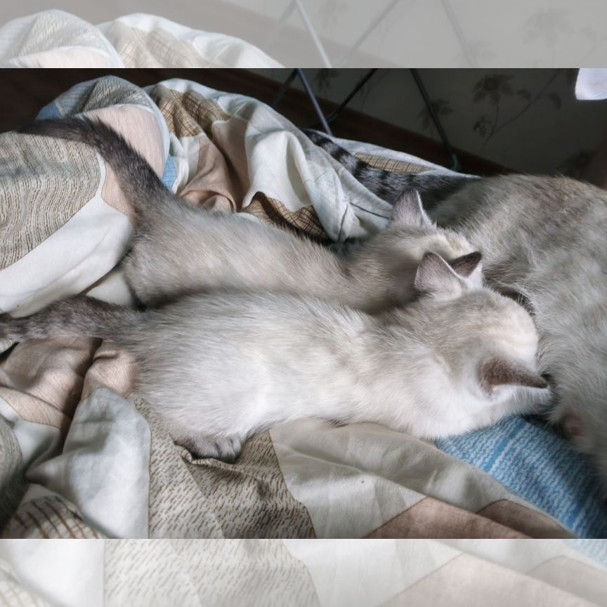 Тайский котёнок