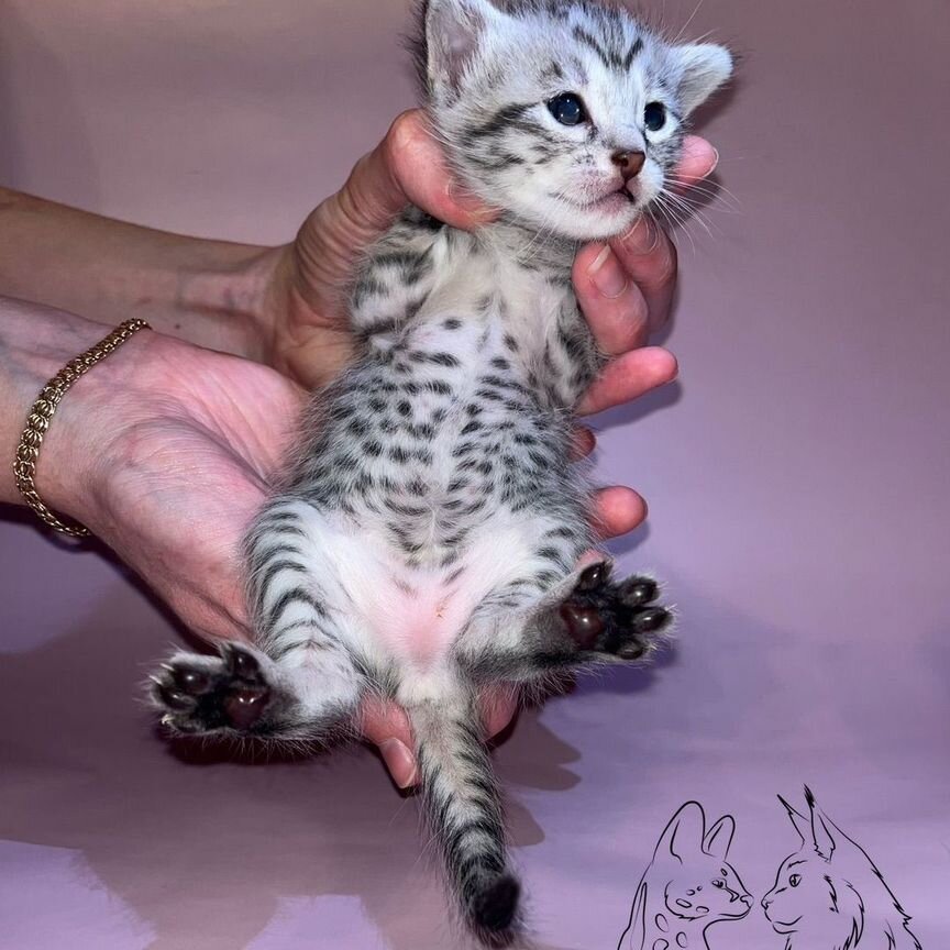 Саванна сбт