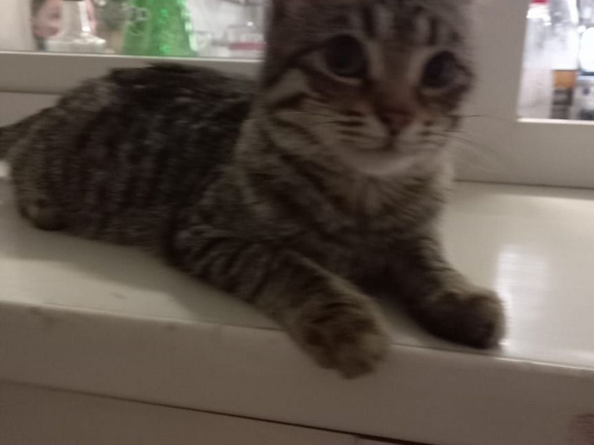 Кошка