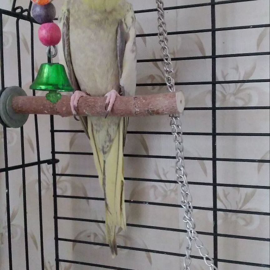 Попугай корелла с клеткой