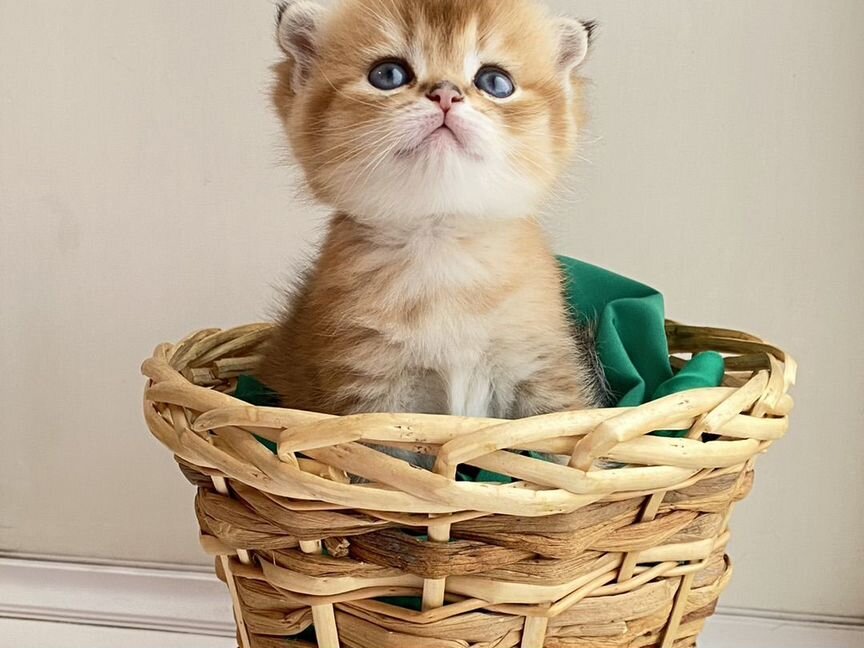 Шотландские золотые котята(вислоушки)