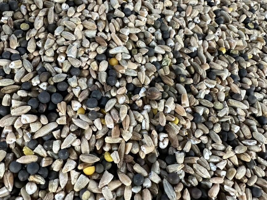 Зерносмесь вика, пшеница, рожь