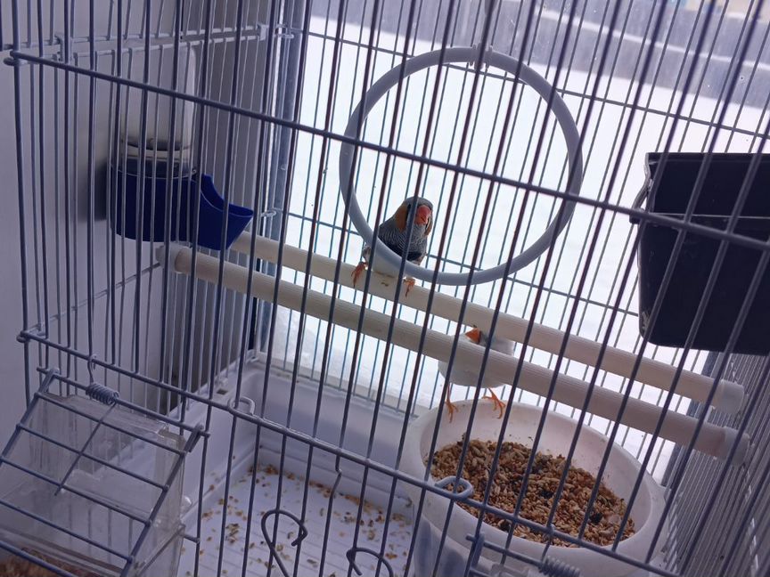 Птицы Амадины