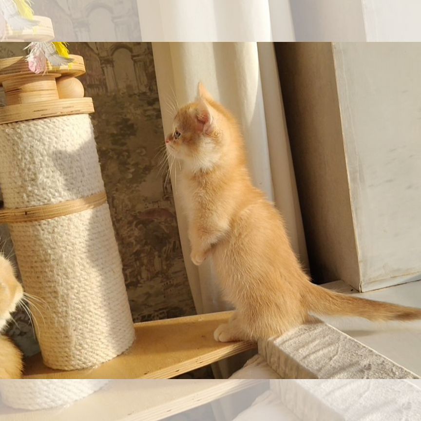 Манчкин котёнок