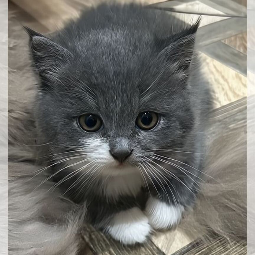 Британский длинношёрстный котёнок