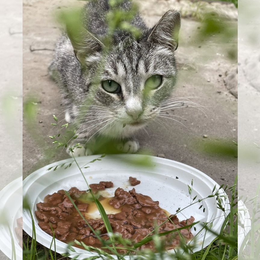 Взрослая, кошка в добрые руки