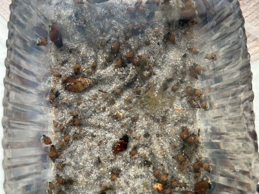 Улитка мелании бесплатно