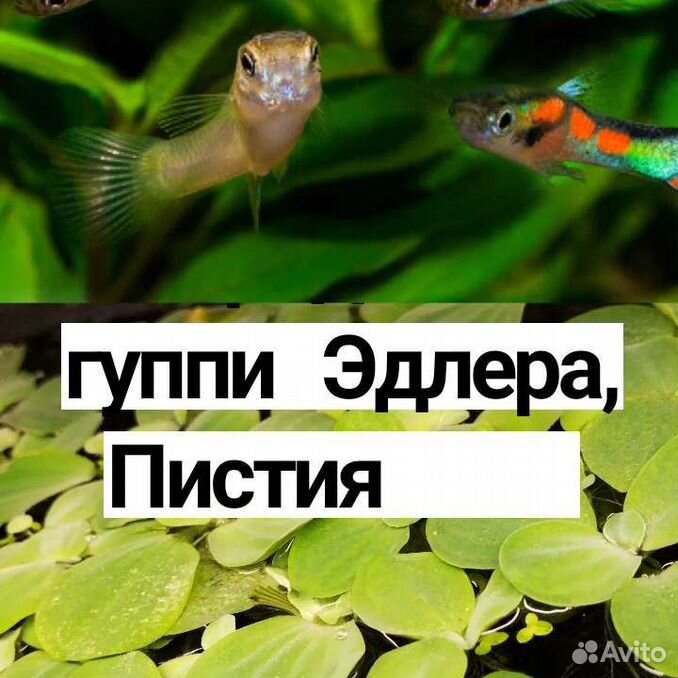 Растения пистия. Гуппи Эндлера. Аквариум