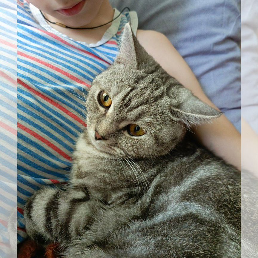 Отдам бесплатно кошек