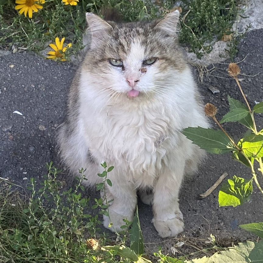 Котик в добрые руки
