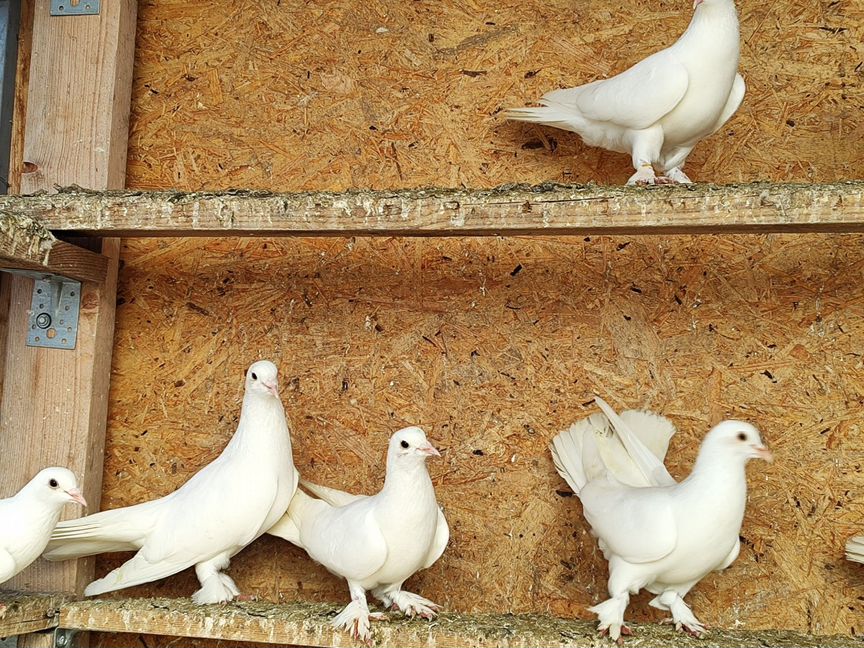 Белые голуби на Выпуск