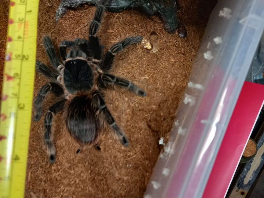 Паук птицеед Lasiodora parahybana