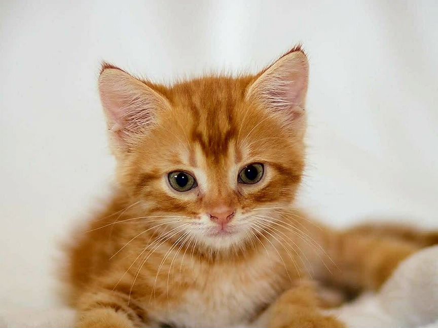 Возьму котёнка рыжего цвета 1-5,2 месяца
