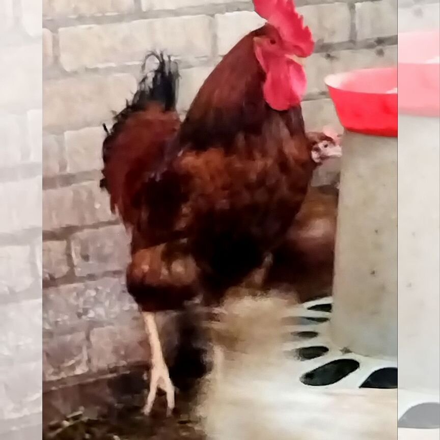 Петух кучинский и Маран