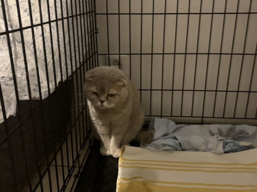 Кошки