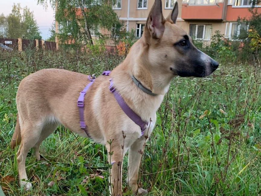 Метис малинуа