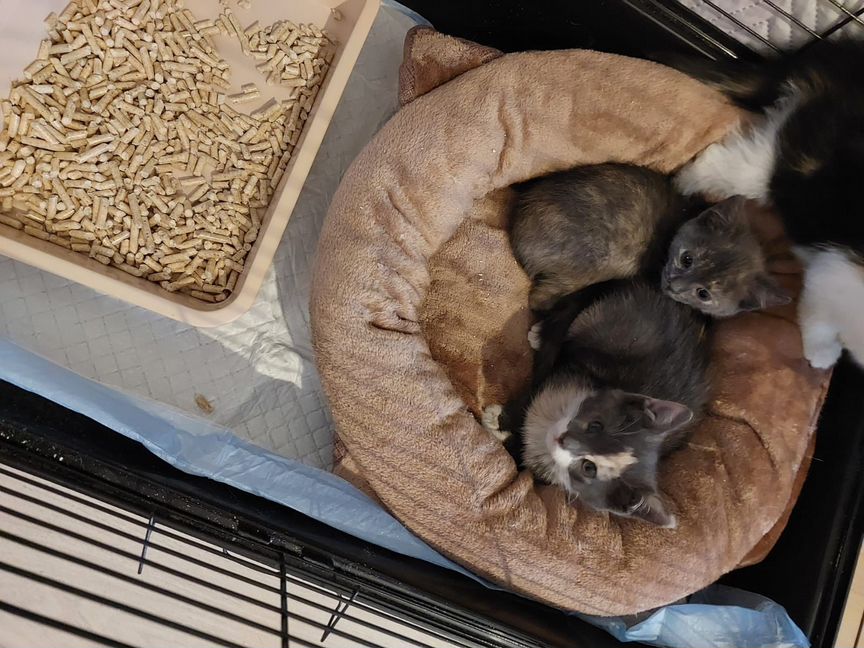 Котята в добрые руки