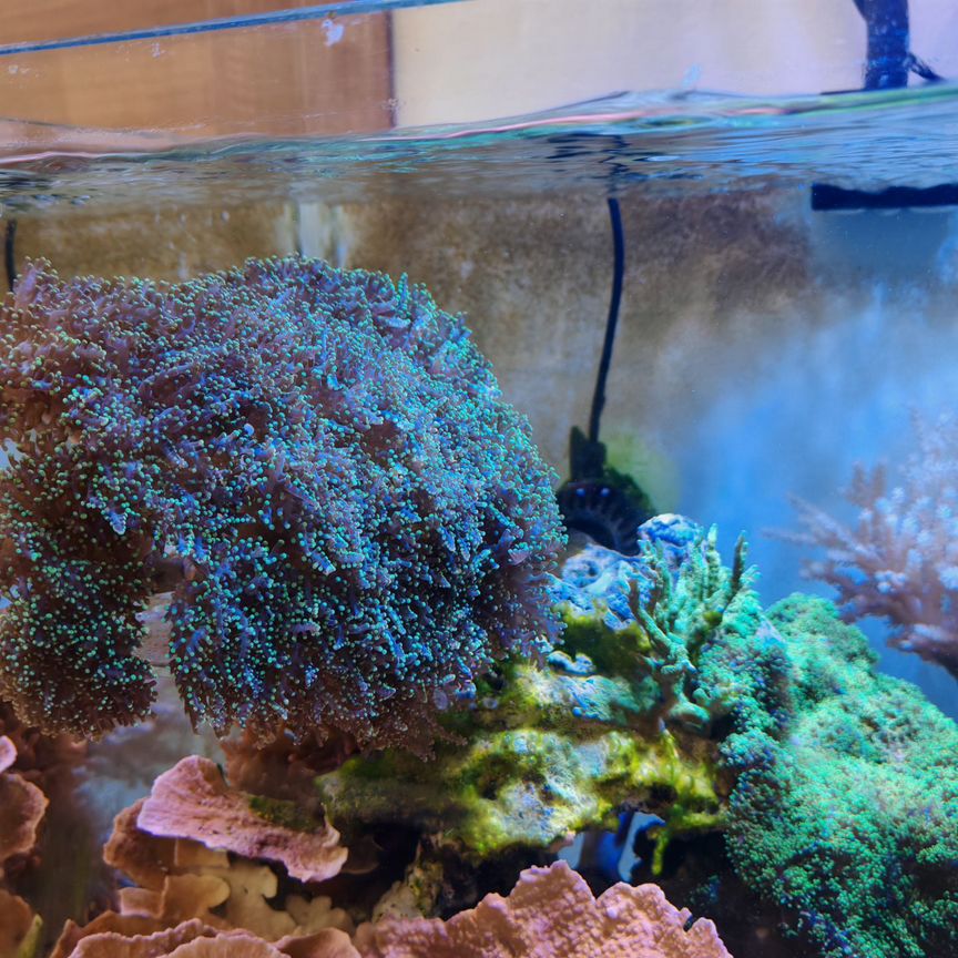 Коралл Эуфилия Икра, фраги на 6-12 голов