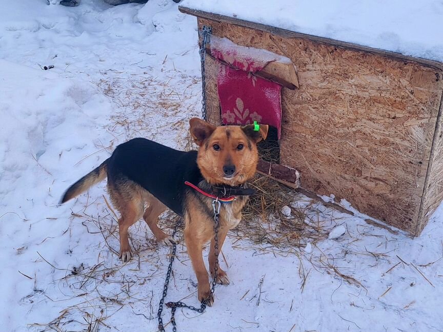 Собака в добрые руки