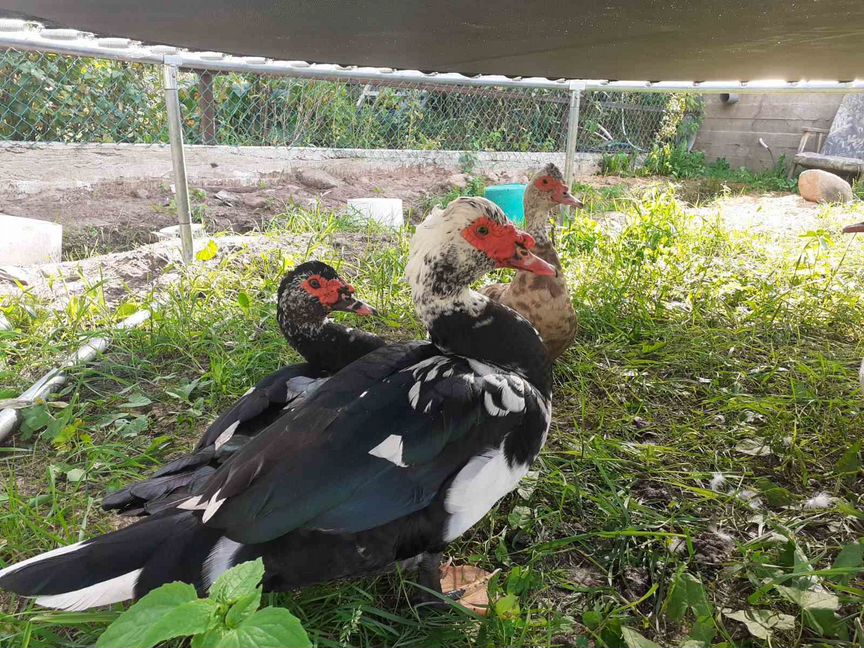 Селезень индоутки