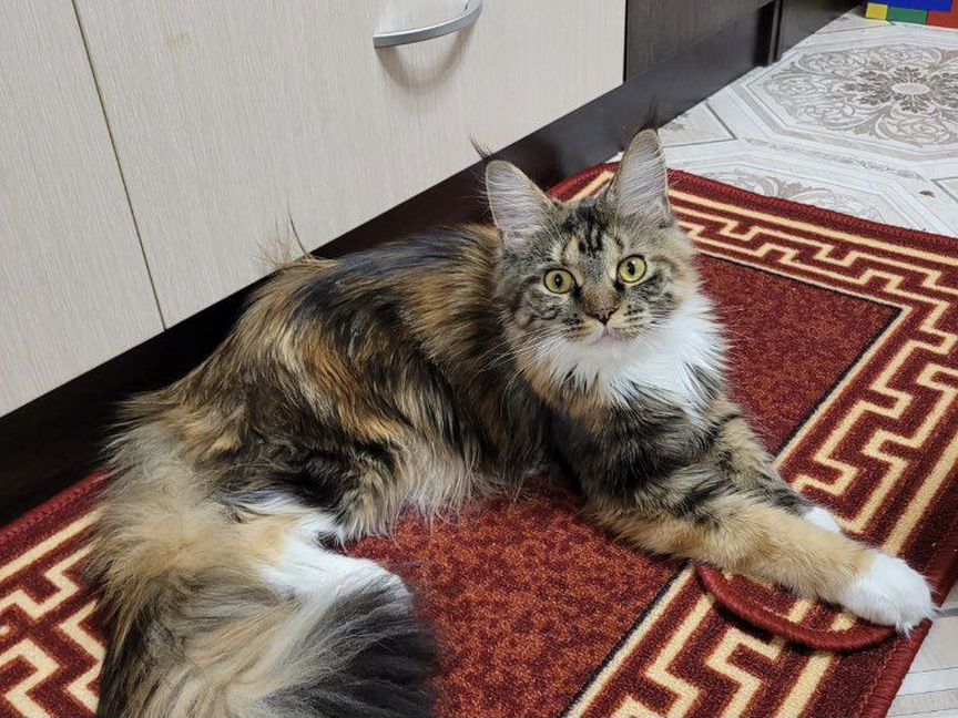 Кошки мейн-кун