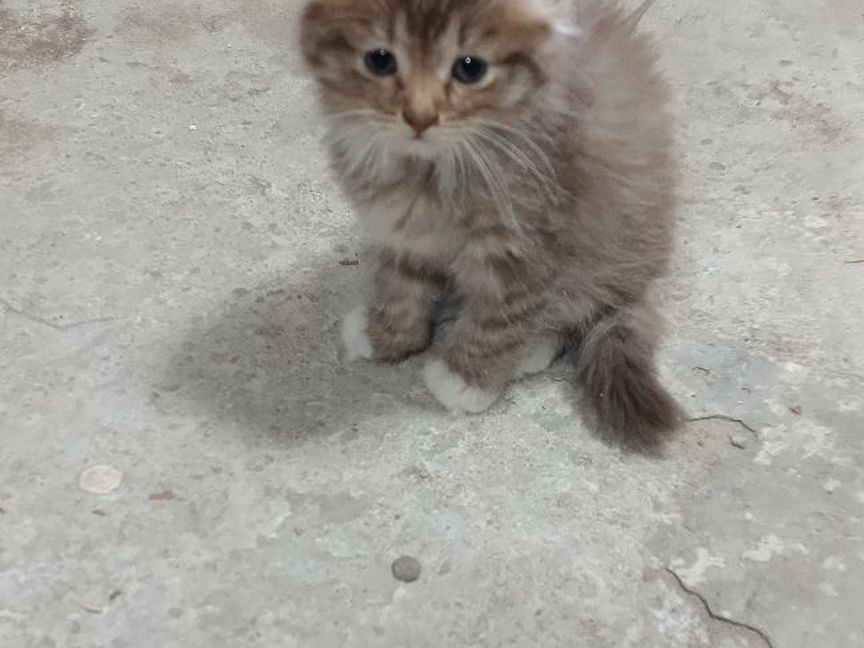 Катята британские