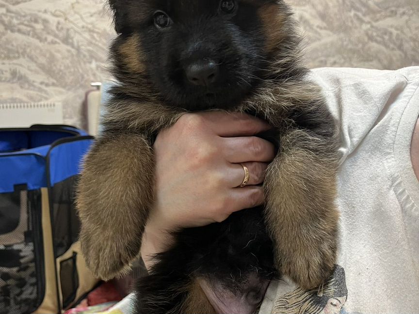 Щенки немецкой овчарки длинношерстной