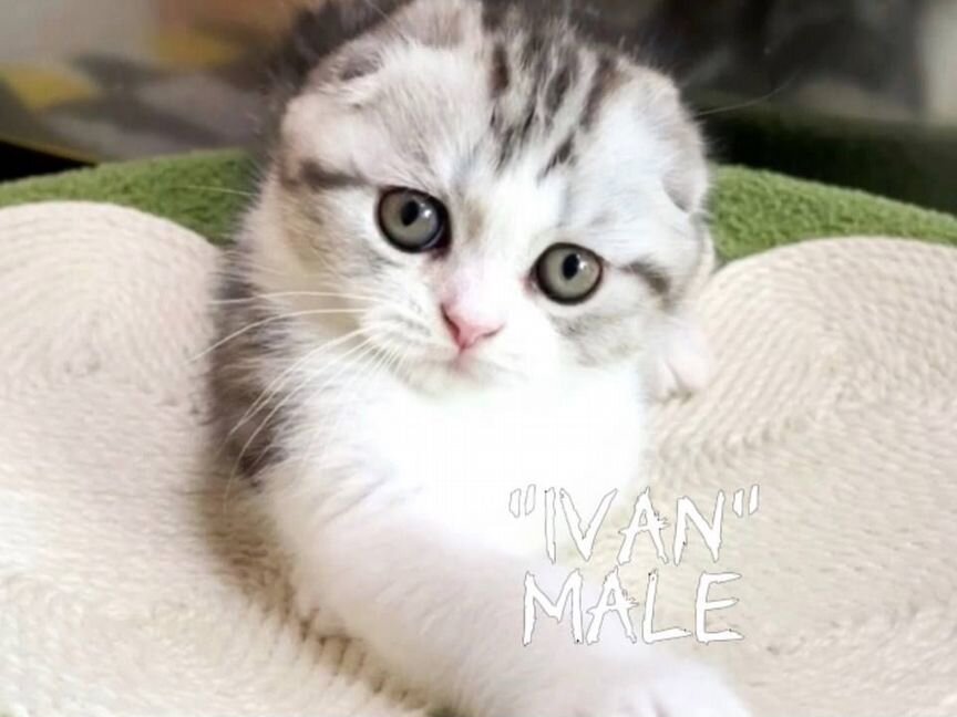 Шотланский вислоухий котенок