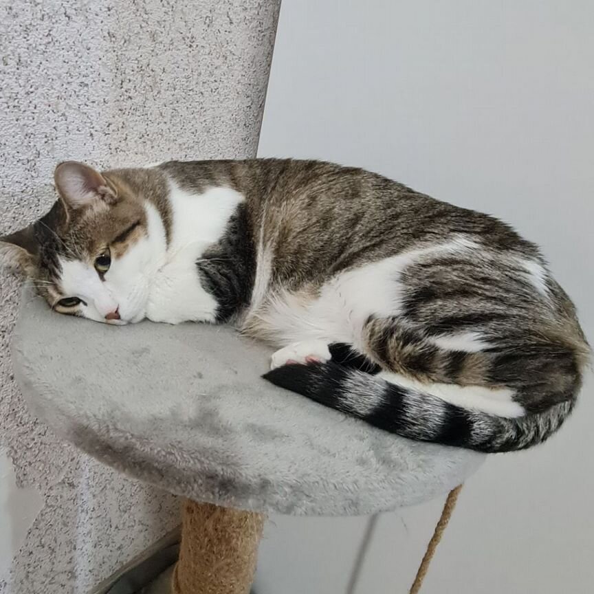 Взрослая, кошка в добрые руки