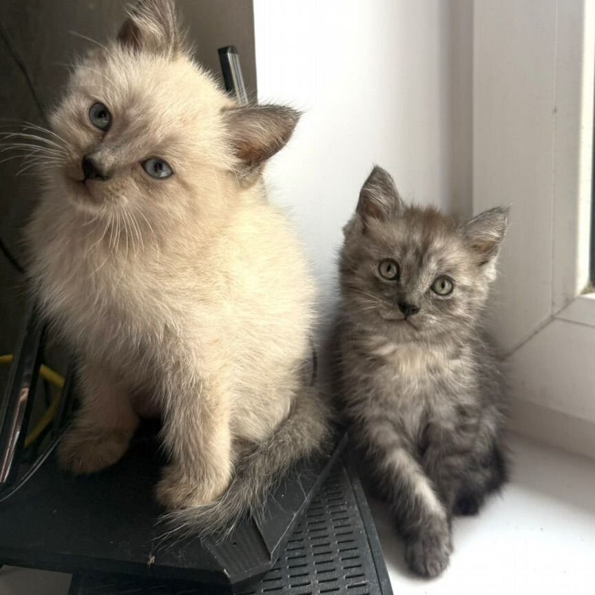 Котята в добрые руки (мальчики)