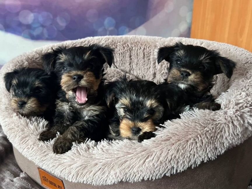 Йоркширский терьер щенки