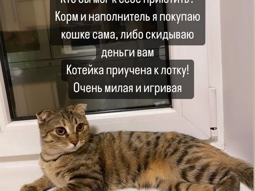 Кошкав добрые руки на содержание