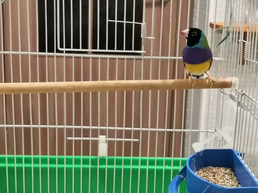 Амадины гульда