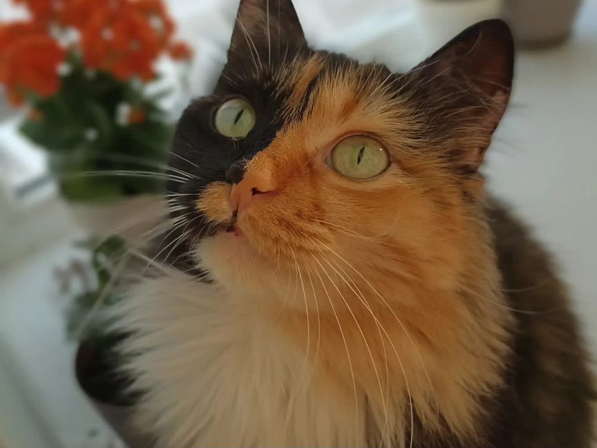Кошка ищет дом