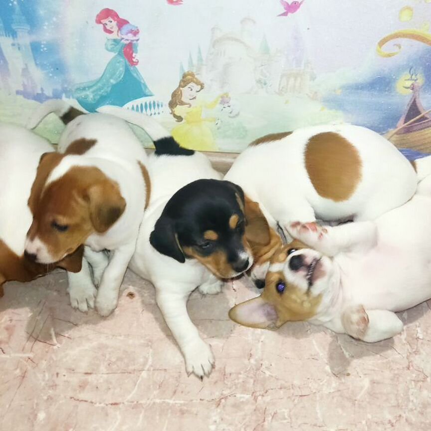 Щенки джек рассел терьер гладкошерстный