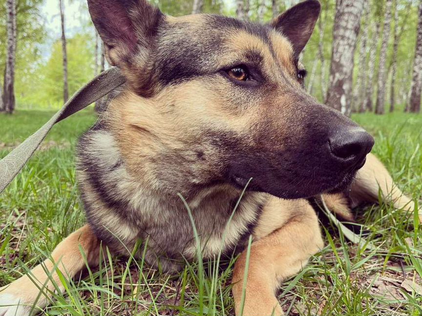 Собака ищет дом (Сникерс)