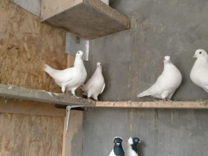 Голуби на свадьбы