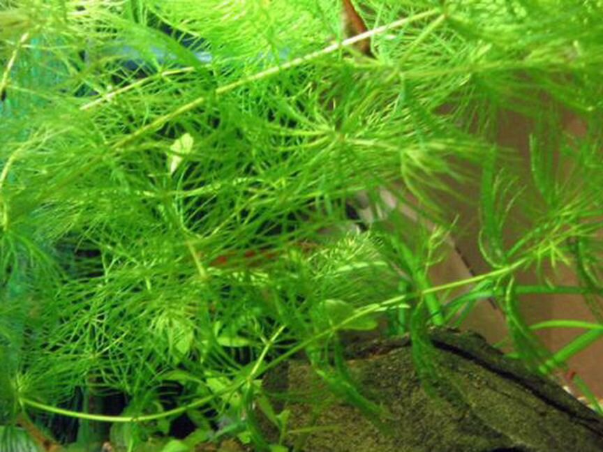 Водоросли Роголистник, Валеснерия