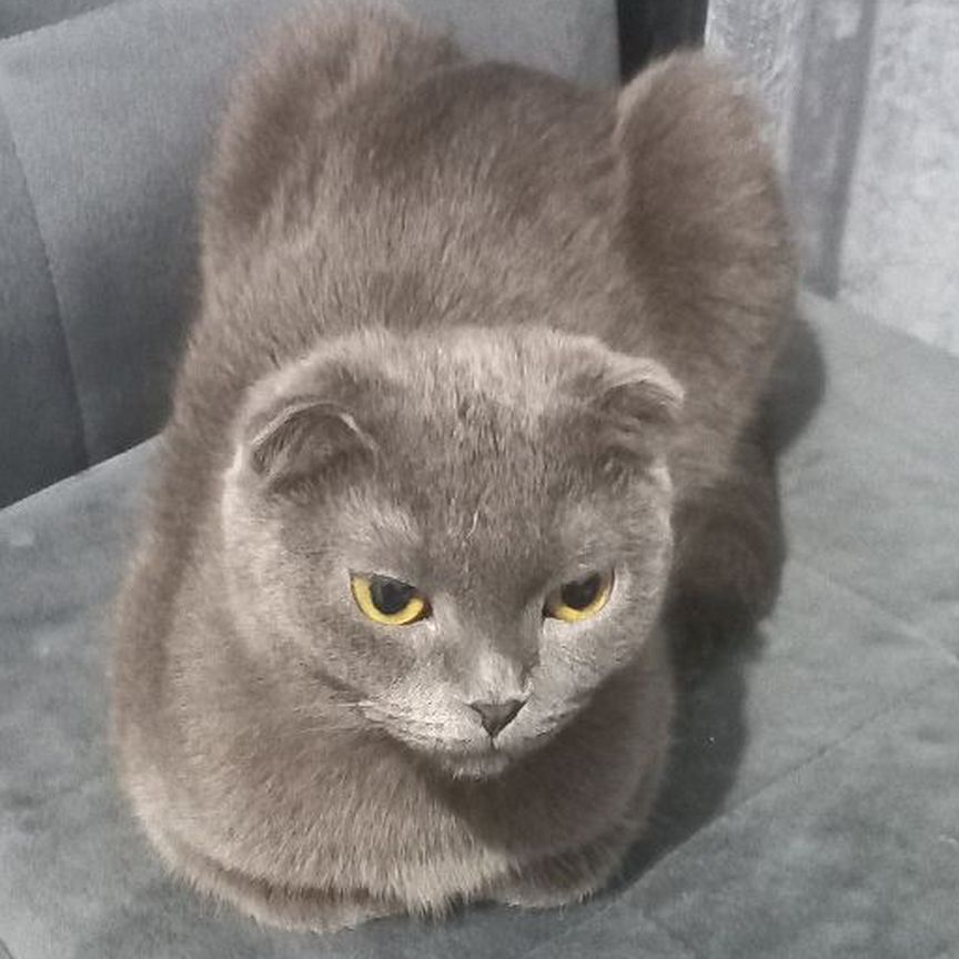 Вислоухая