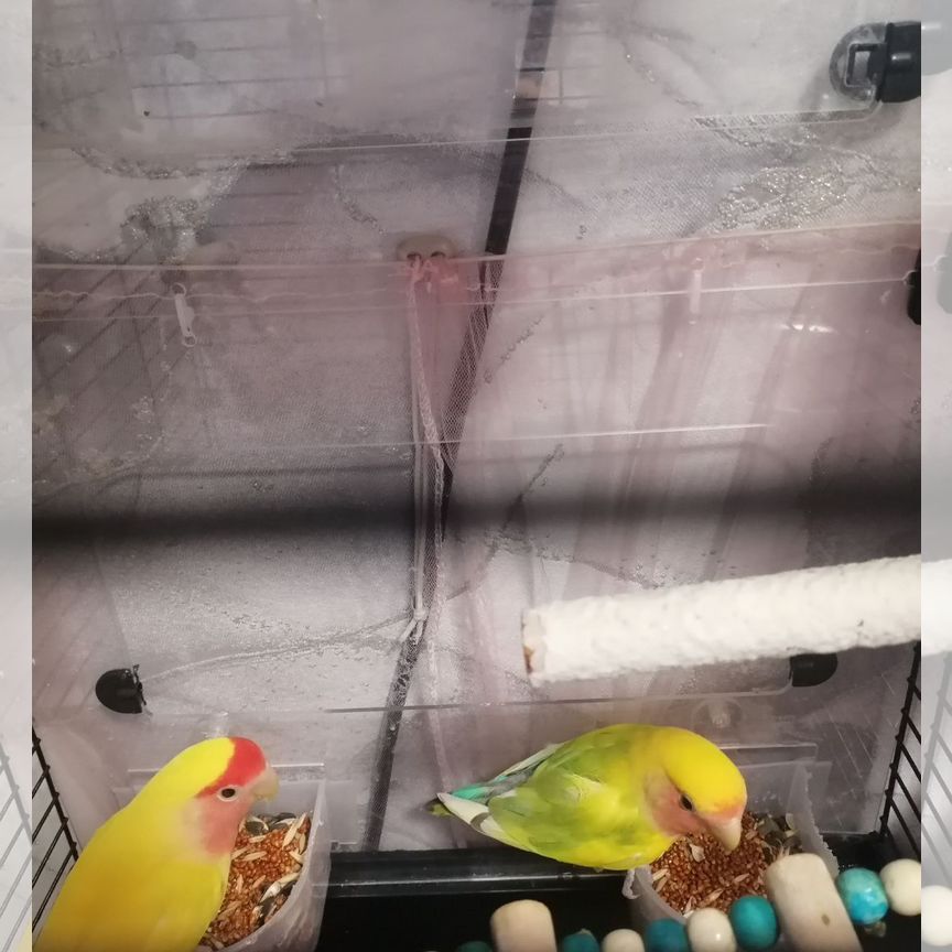 Попугаи неразлучники