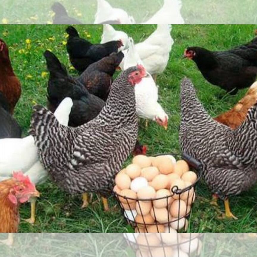 Куры молодки несушки доминант