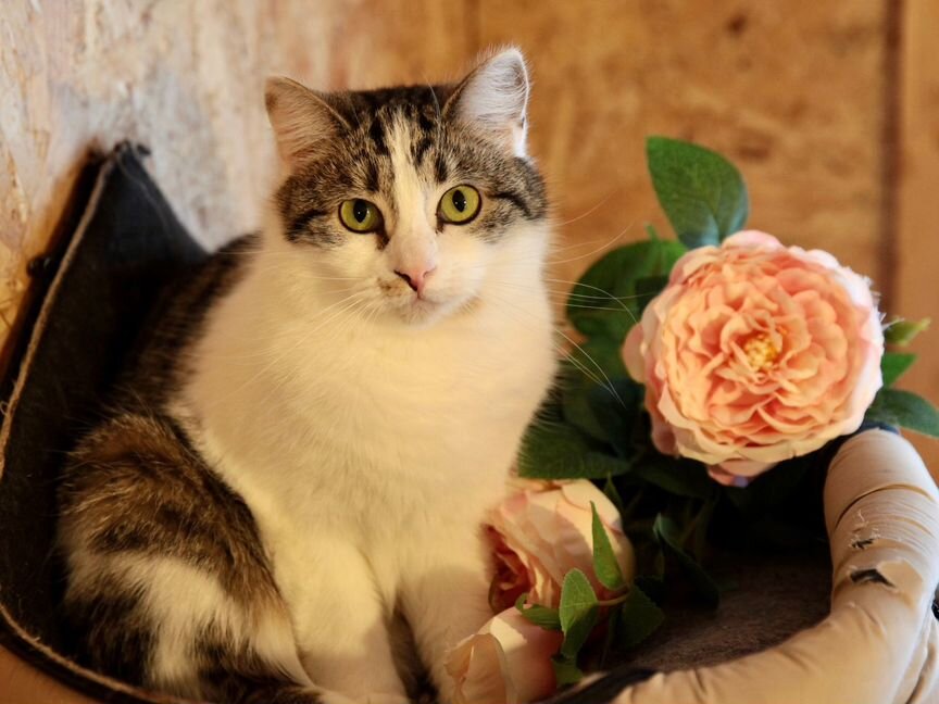 Кошечка Мила, 11 месяцев