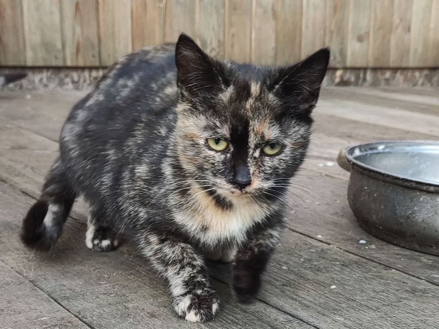 Никому не нужный котенок из садоводства