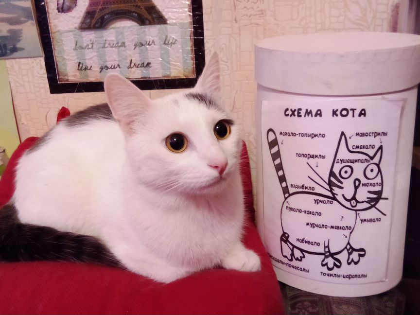 Суперкот